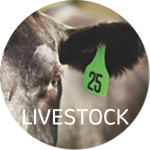 Destron Fearing - Destron Fearing