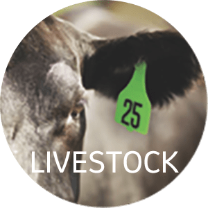 Destron Fearing - Destron Fearing